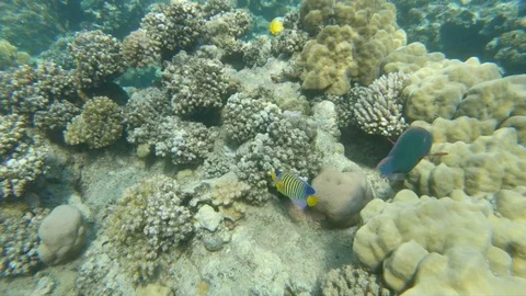 Floating among colorful coral reefs full... | Stock Video | Pond5