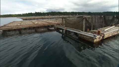 A floating aquaculture shellfish farm in... | Stock Video | Pond5