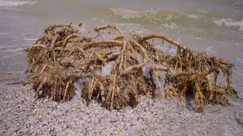 Floating debris has reached Black Sea be... | Stock Video | Pond5