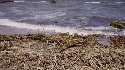 Floating debris has reached Black Sea be... | Stock Video | Pond5