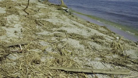 Floating debris has reached Black Sea be... | Stock Video | Pond5
