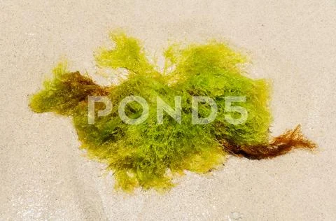 Floating seaweed - Margaret River Stock Image ~ #115240001