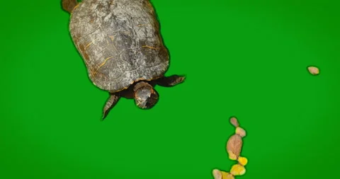Turtle Green Screen Stock Video Footage | Royalty Free Turtle Green ...