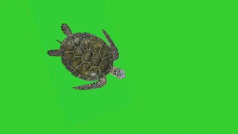 Floating turtle green screen footage | Stock Video | Pond5
