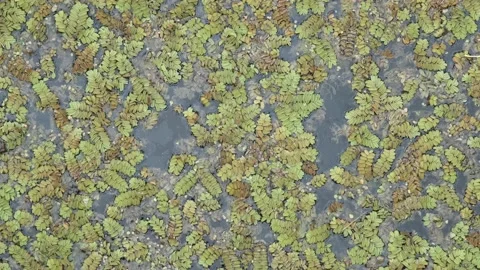 Floating Watermoss (Salvinia natans). Na... | Stock Video | Pond5