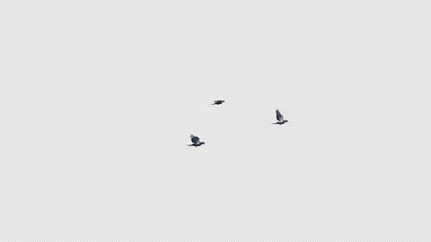 Flock of 3 Pigeon Birds - Flying Transit... | Stock Video | Pond5