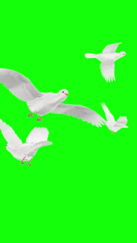 Dove Flying Green Screen Stock Video Footage | Royalty Free Dove Flying ...