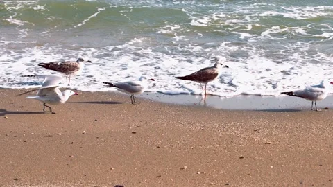 Flock of Audouin’s Gulls at the beach,... | Stock Video | Pond5
