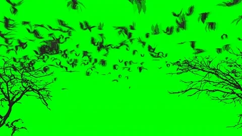 Flock of Bats Flying on Green Screen 02 | Stock Video | Pond5