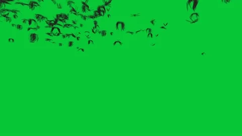 Bats Flying Green Screen Stock Videos – Royalty-Free HD & 4K Videos
