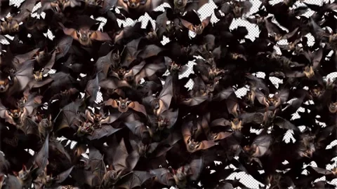 Bats Bat Transition Stock Videos – Royalty-Free HD & 4K Videos