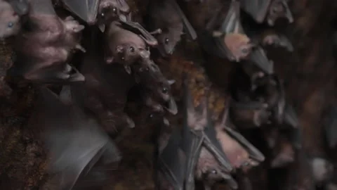 A flock of bats hanging on the stone wal... | Stock Video | Pond5