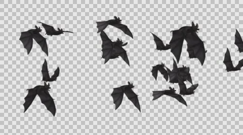 Bats Bat Transition Stock Video Footage | Royalty Free Bats Bat ...