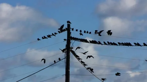 Flock of Birds Crows on electric cable l... | Stock Video | Pond5