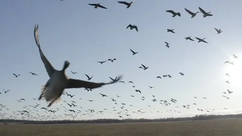 Flock of birds in flight in slow motion.... | Stock Video | Pond5