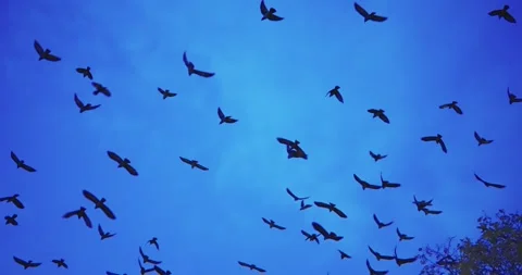 Flock of birds fly on blue hour dark sky... | Stock Video | Pond5