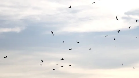 Slow Stock Footage ~ Royalty Free Stock Videos | Pond5