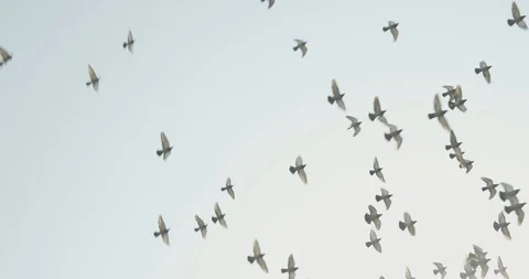 Flock of Birds Flying Around in the Sky ... | Stock Video | Pond5