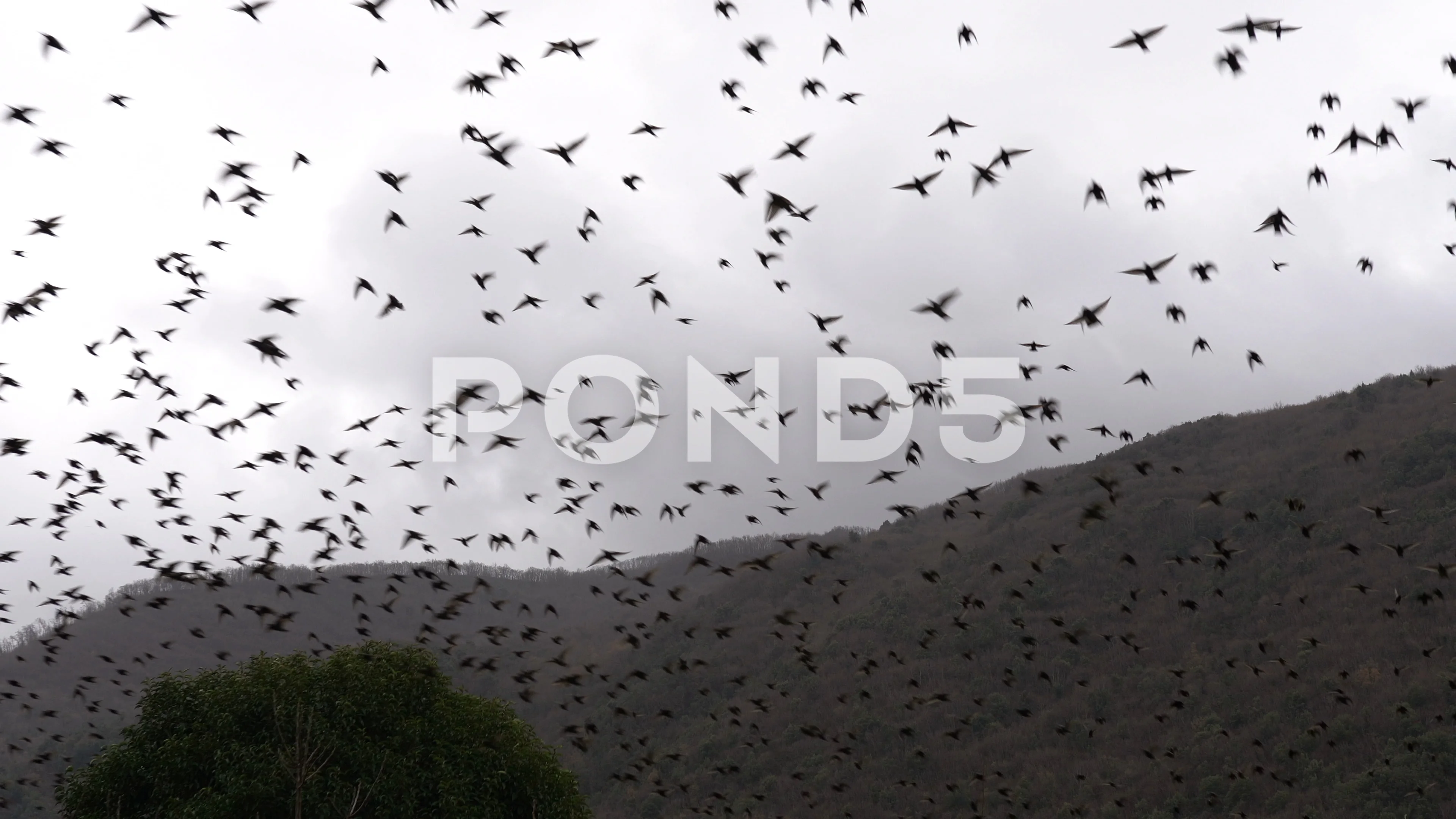 Black Bird Flying Away
