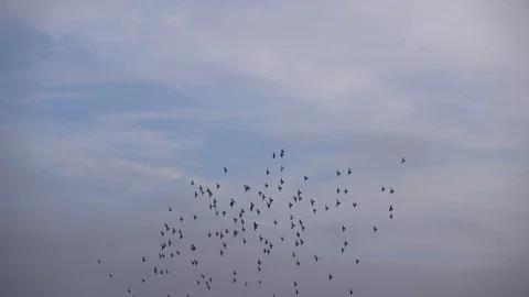 Birds Sky Far Away Stock Footage ~ Royalty Free Stock Videos | Pond5