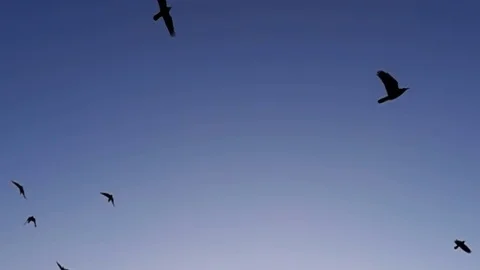 Birds Flying Stock Footage ~ Royalty Free Stock Videos | Pond5