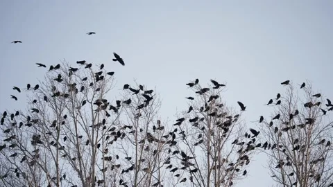 flock of birds flying in the sky crows. ... | Stock Video | Pond5