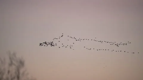 Flock of birds flying through the sky du... | Stock Video | Pond5