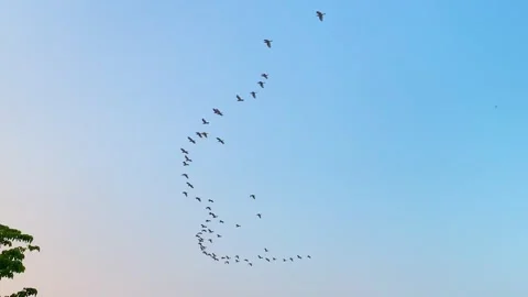 Flock of Birds flying in V formation thr... | Stock Video | Pond5