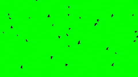 Flying Birds Greenscreen Stock Footage ~ Royalty Free Stock Videos | Pond5