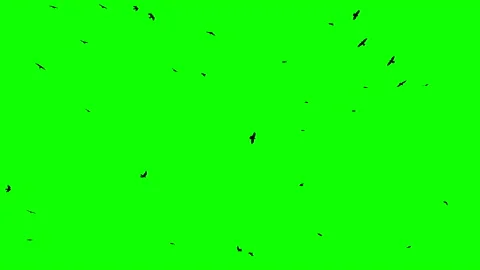 Flock Of Birds On Green Screen. Flock of... | Stock Video | Pond5