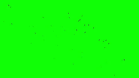 Flock Of Birds On Green Screen. Flock of... | Stock Video | Pond5