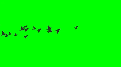 Flock of birds on green screen | Stock Video | Pond5