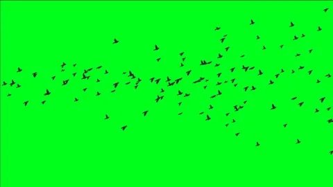Flock Of Birds On Green Screen | Stock Video | Pond5