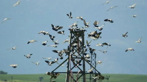 Flock of birds landing on the electric p... | Stock Video | Pond5