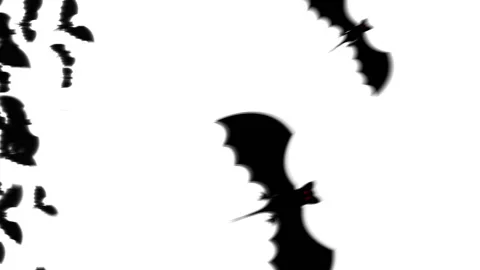 Bats Bat Transition Stock Videos – Royalty-Free HD & 4K Videos
