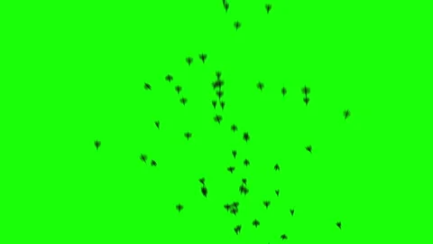 A flock of black birds flies on greenscr... | Stock Video | Pond5