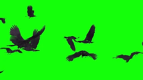 Green Screen Birds Flying Loop Stock Video Footage | Royalty Free Green ...
