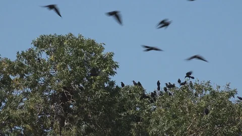 Flock of Crows Flying on Cloudy Sky, Rav... | Stock Video | Pond5