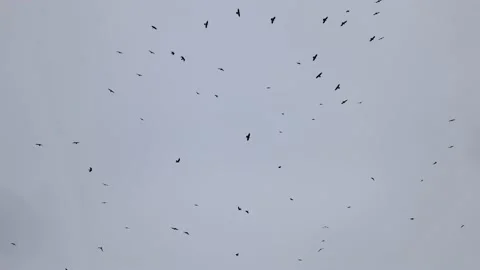 Flock Of Crows Stock Footage ~ Royalty Free Stock Videos | Pond5