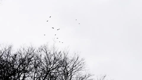 Flying Crow Drawing Stock Videos – Royalty-Free HD & 4K Videos