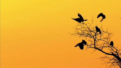 A flock of crows takes off in slow motio... | Stock Video | Pond5