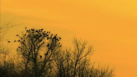 A flock of crows takes off in slow motio... | Stock Video | Pond5