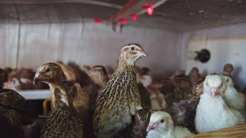 Flock of cute baby quails waiting for fo... | Stock Video | Pond5
