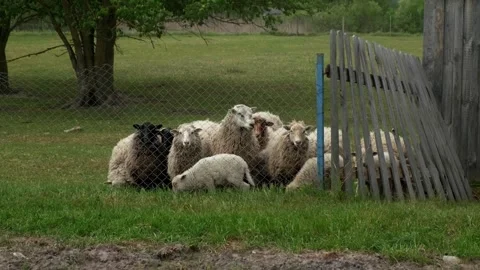 a flock of domestic sheep walking in the... | Stock Video | Pond5