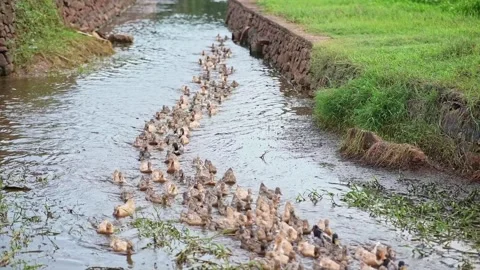 A flock of ducks pass through a flowing ... | Stock Video | Pond5