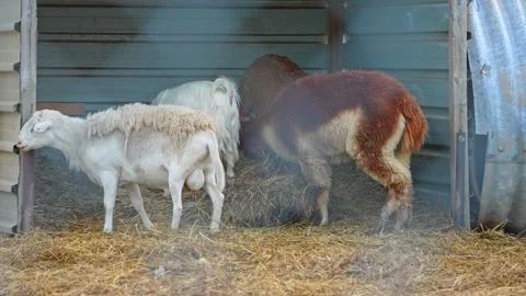Flock of farm animals, sheep, alpaca, ll... | Stock Video | Pond5