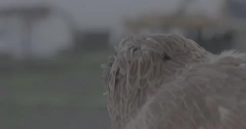 Chicken Fat Farm Stock Videos – Royalty-Free HD & 4K Videos