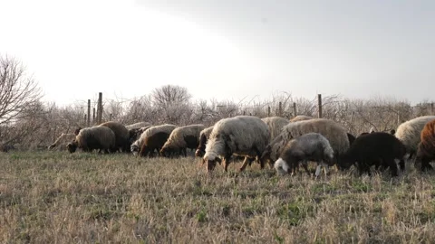 Fat Tailed Sheep Stock Videos – Royalty-Free HD & 4K Videos