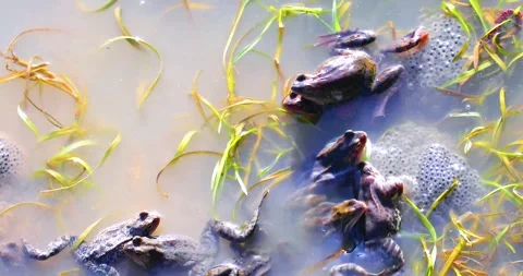 flock of frogs, male and female, lay egg... | Stock Video | Pond5