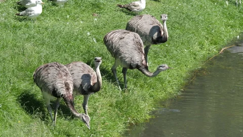 Rheas Stock Videos – Royalty-Free HD & 4K Videos